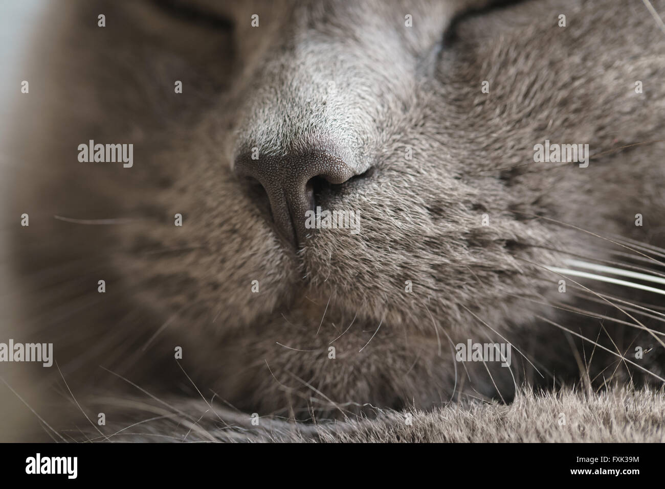 gray cat nose close up photo Stock Photo - Alamy