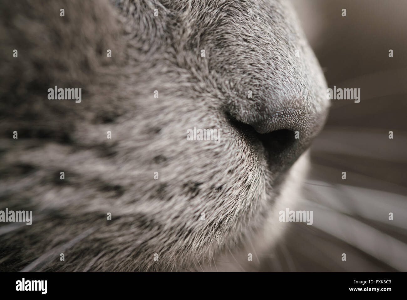 gray cat nose close up photo Stock Photo - Alamy