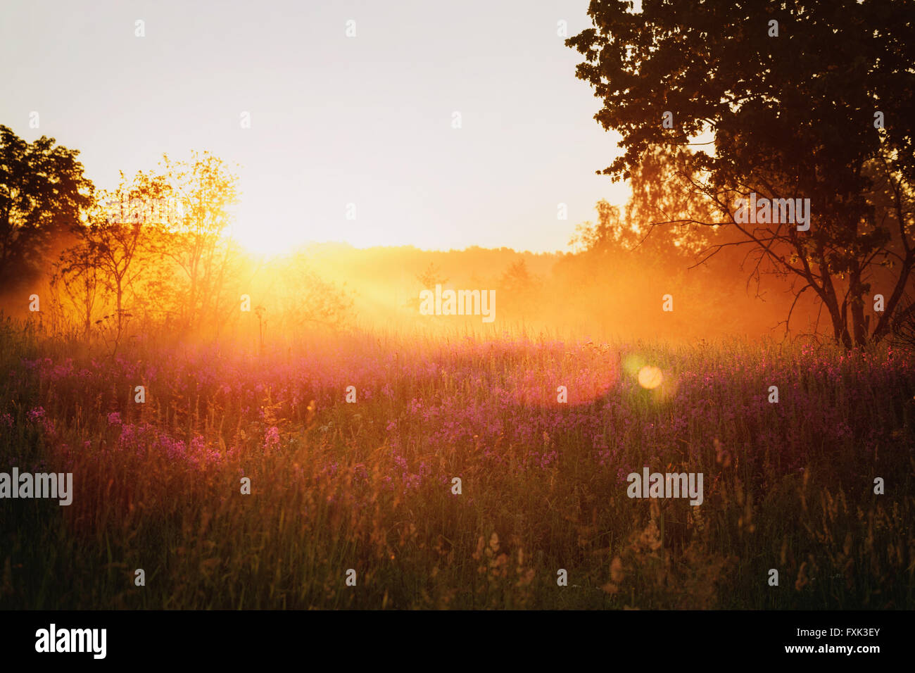 Meadow in the sunset hi-res stock photography and images - Alamy