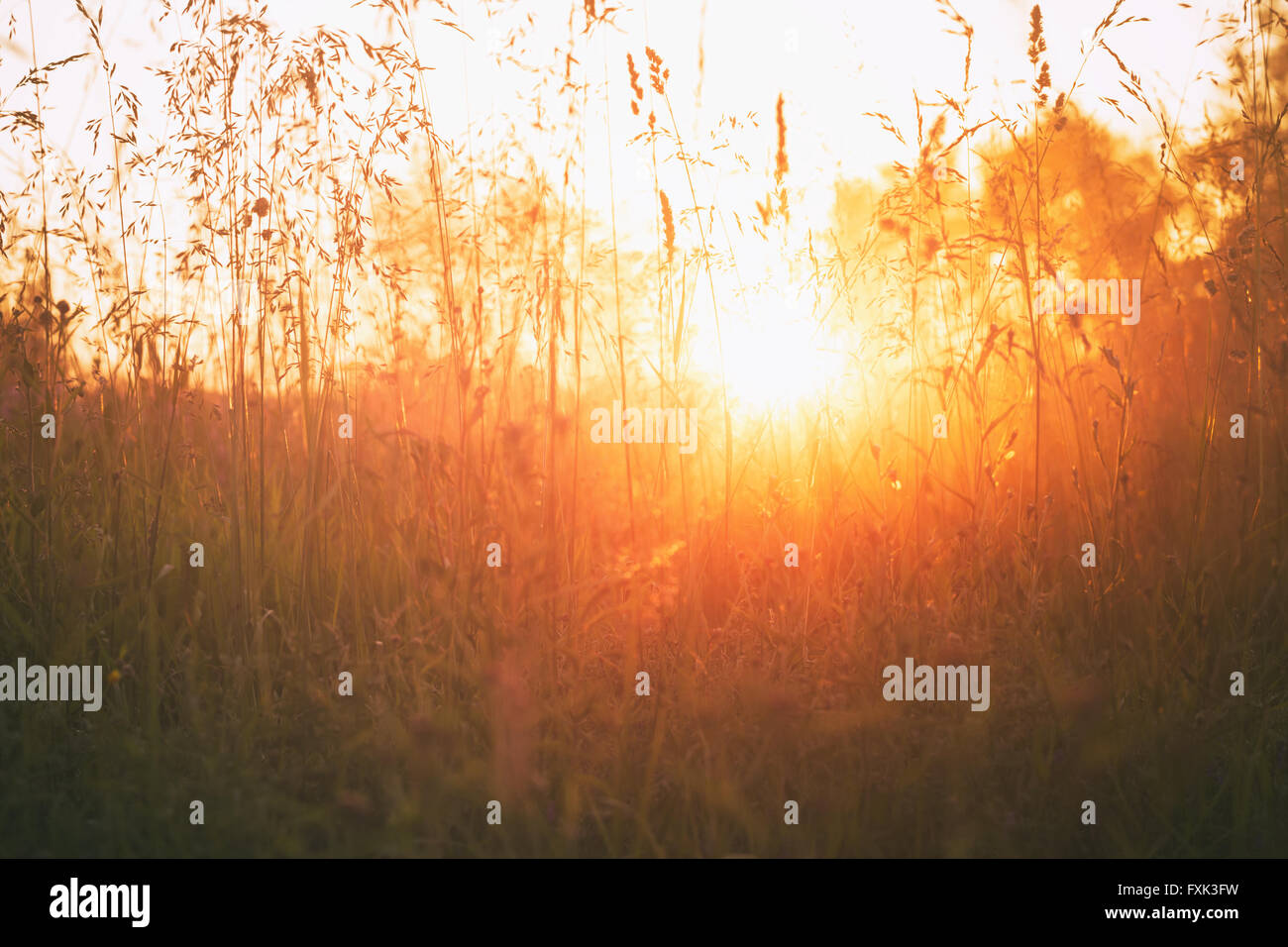 Meadow in the sunset hi-res stock photography and images - Alamy