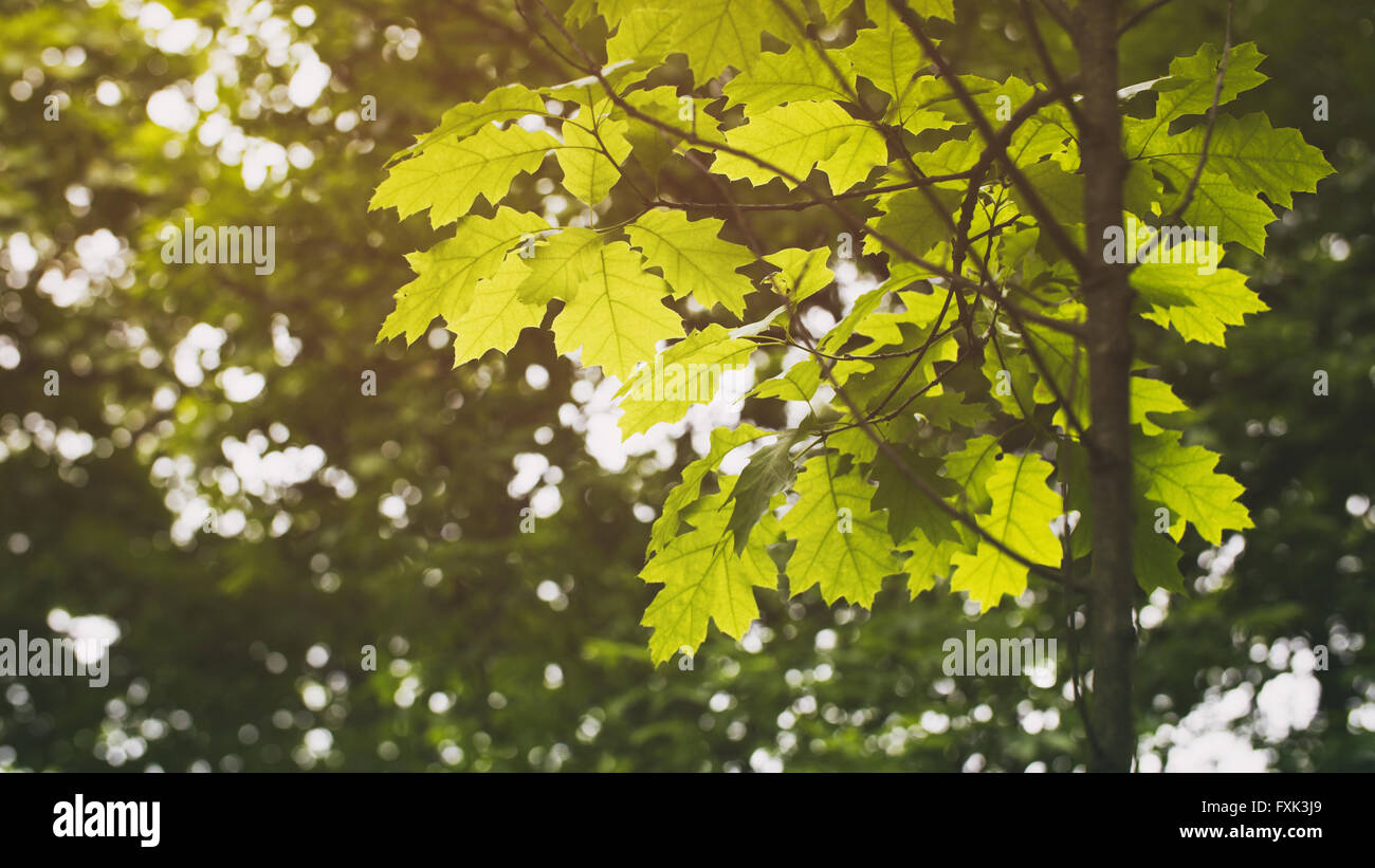 Young oak leaves hi-res stock photography and images - Alamy