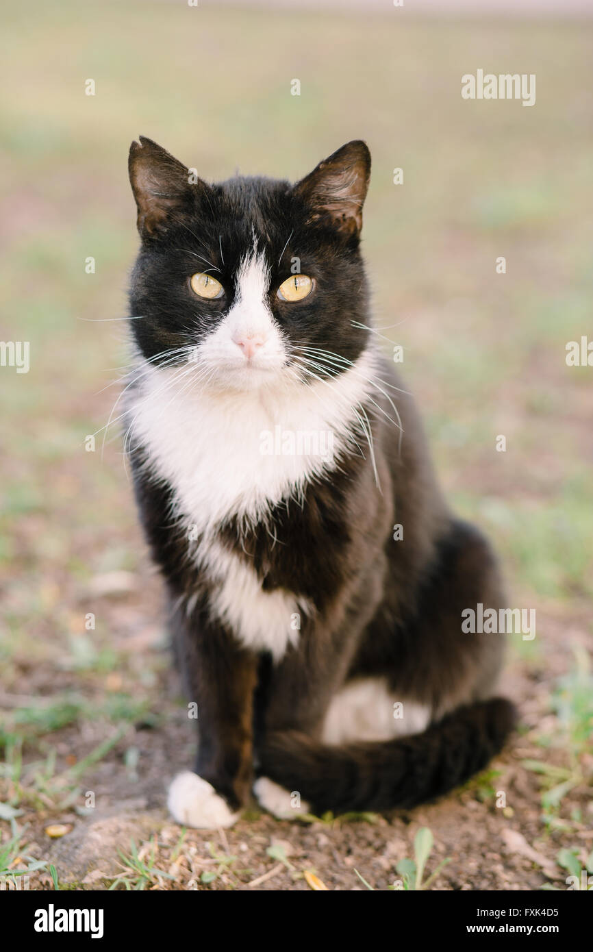 Portrait of cat looking at camera Stock Photo - Alamy