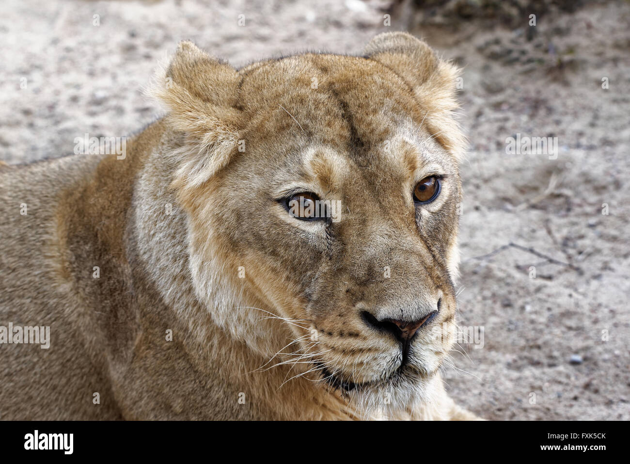 Panthera leo persica hi-res stock photography and images - Alamy