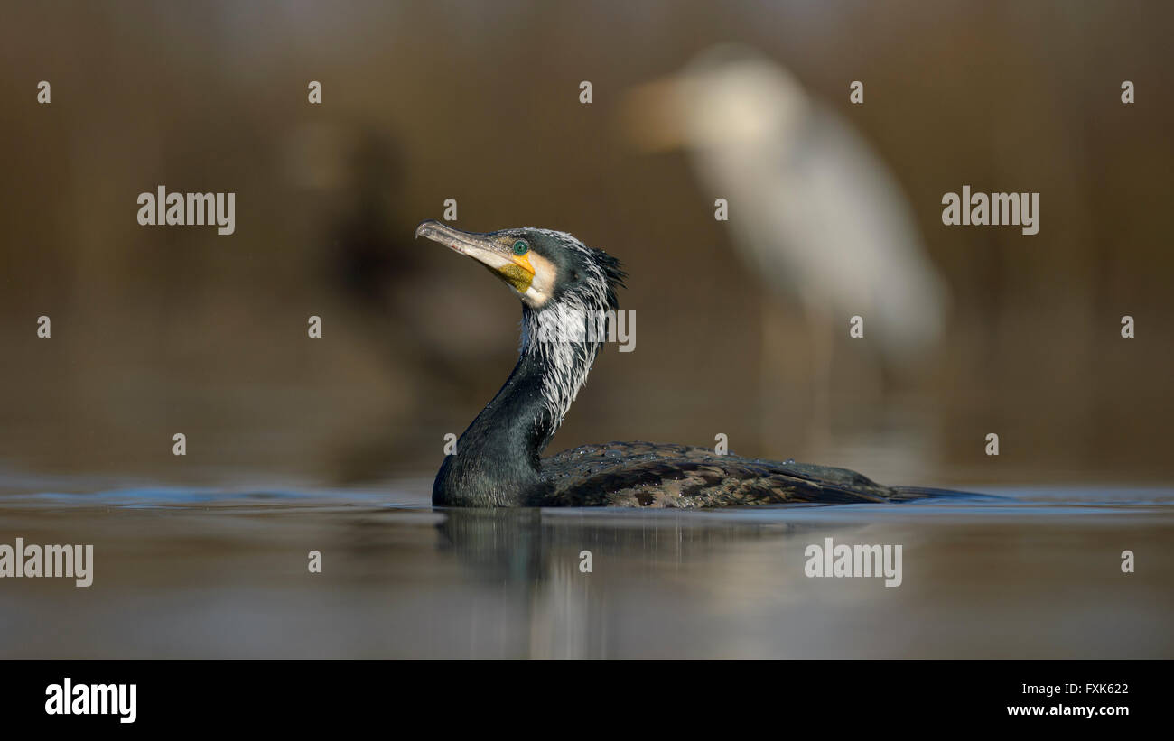 Adult in full breeding plumage hi-res stock photography and images - Alamy