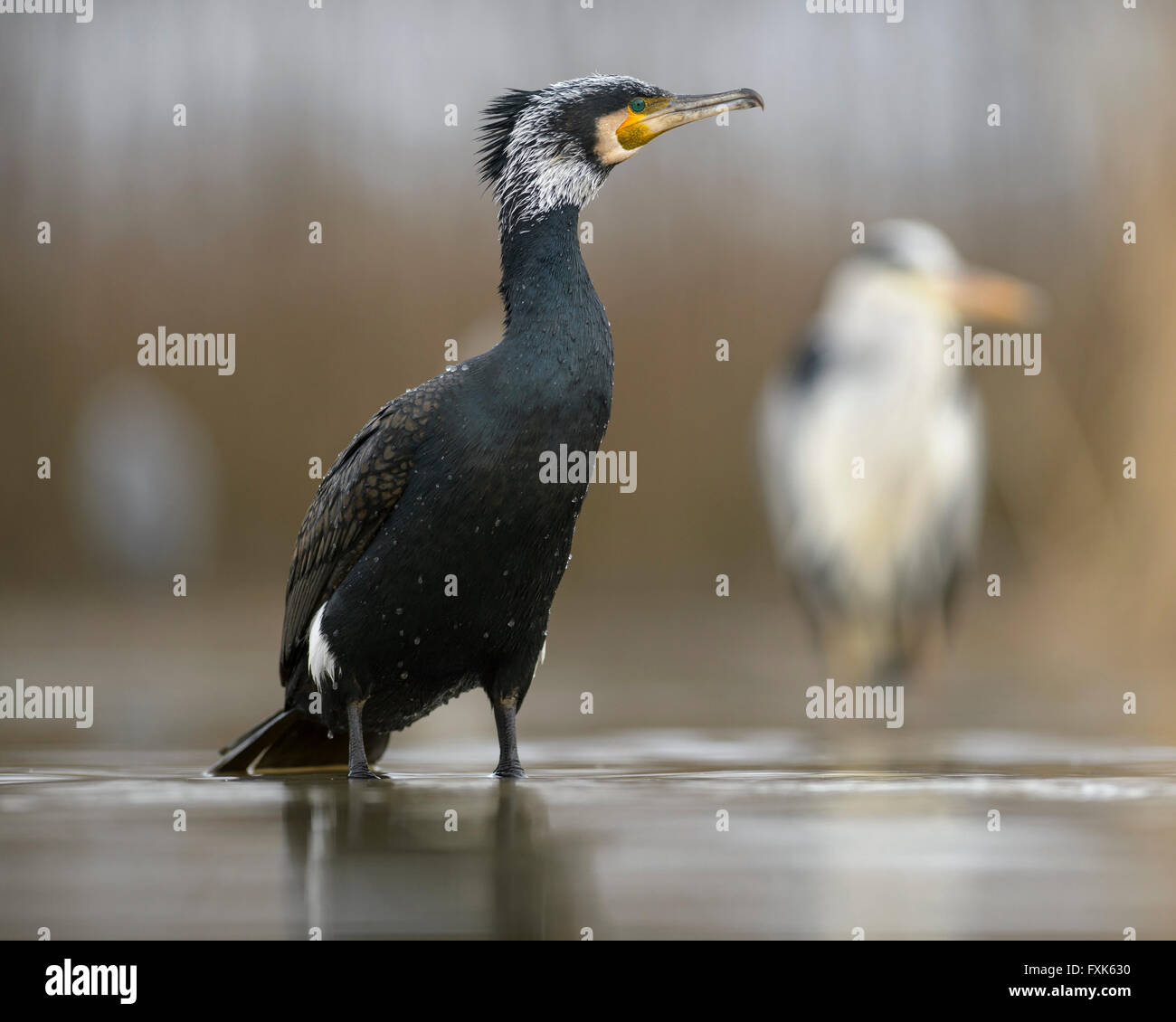 Adult grey plumage hi-res stock photography and images - Alamy