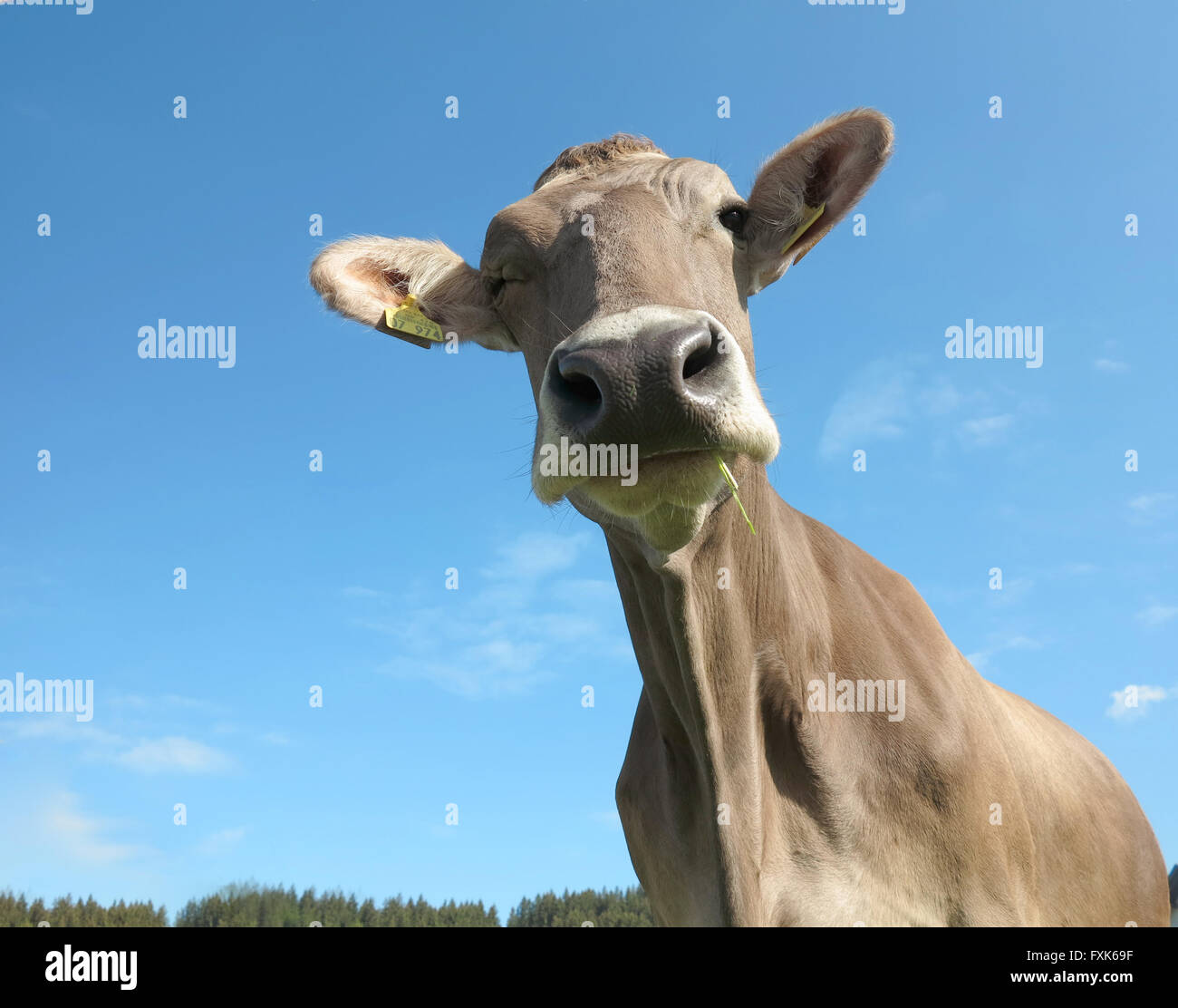 Cow blue sky hi-res stock photography and images - Alamy