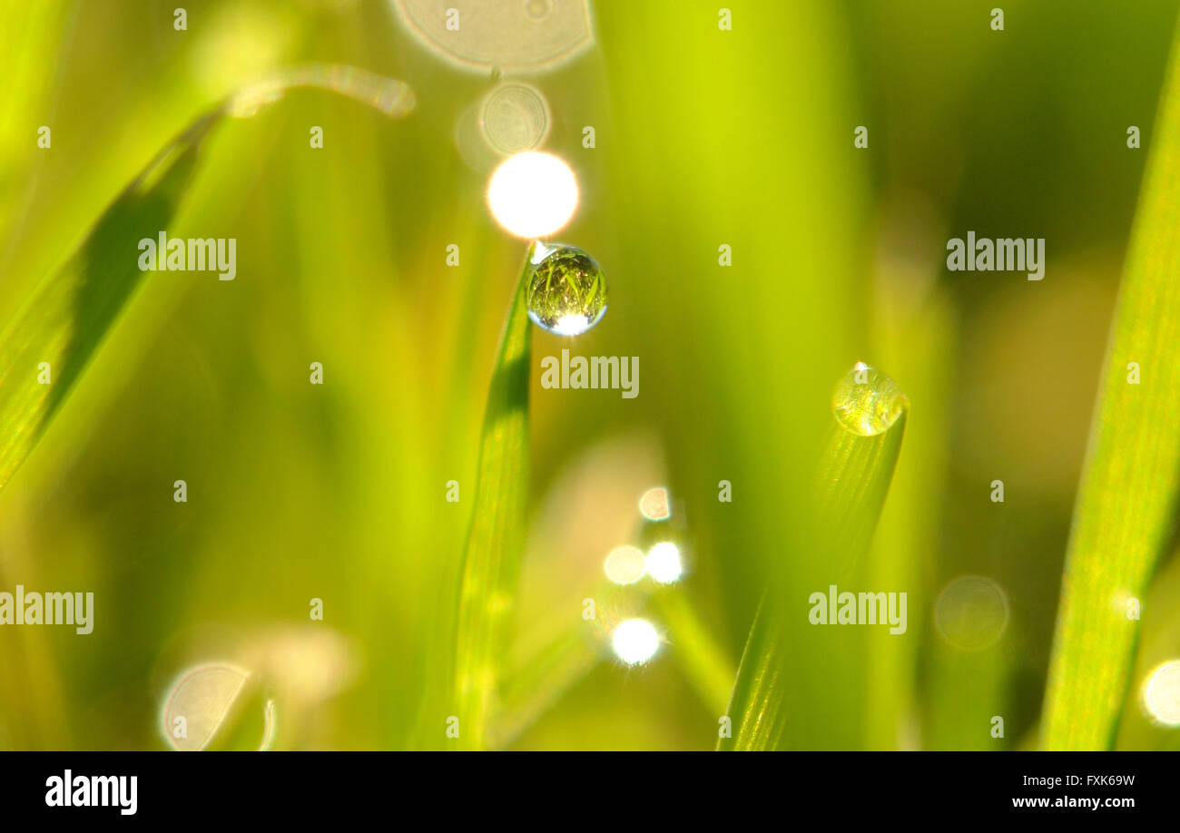 Grass with dew drop Stock Photo - Alamy