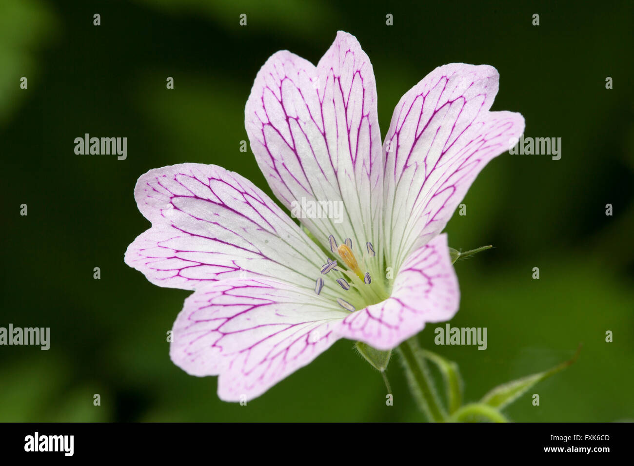 Bloom, malva (Malva sp.), North Rhine-Westphalia, Germany Stock Photo ...