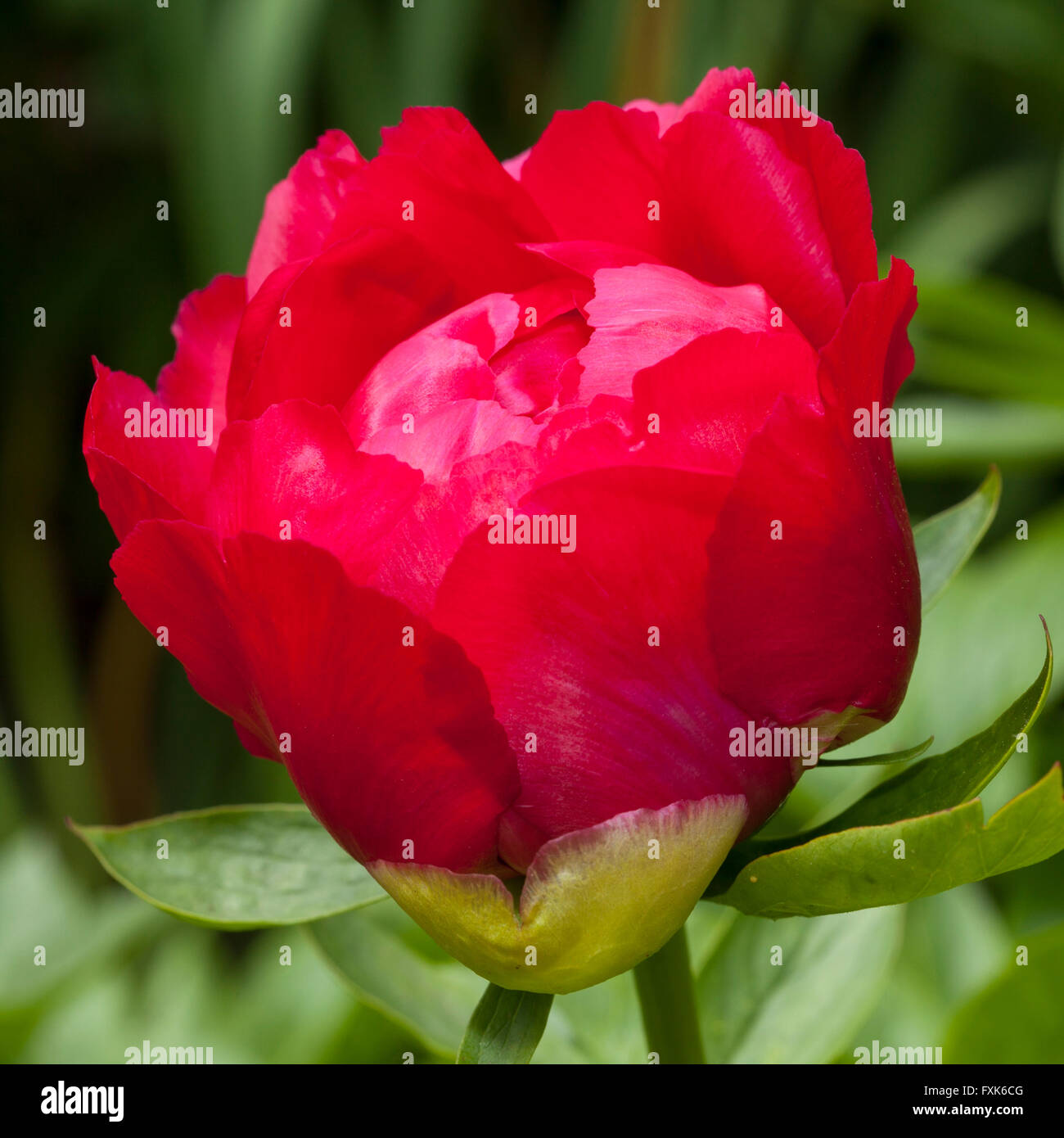 Rhine flower hi-res stock photography and images - Alamy