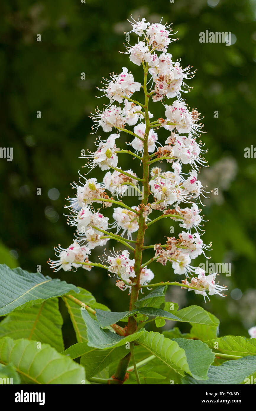 Flower of chestnut hi-res stock photography and images - Alamy