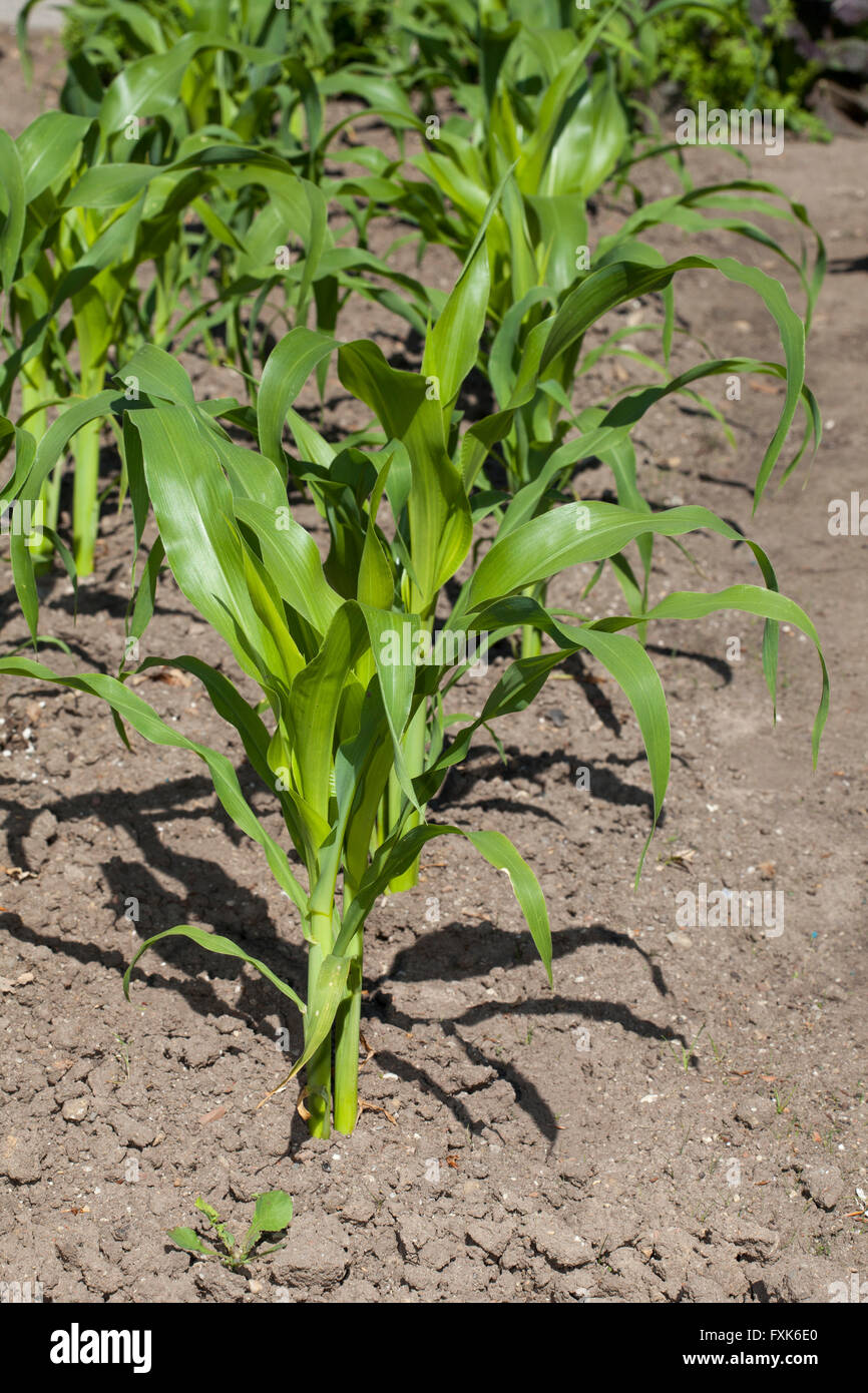Maize (Zea mays) stalks Stock Photo - Alamy