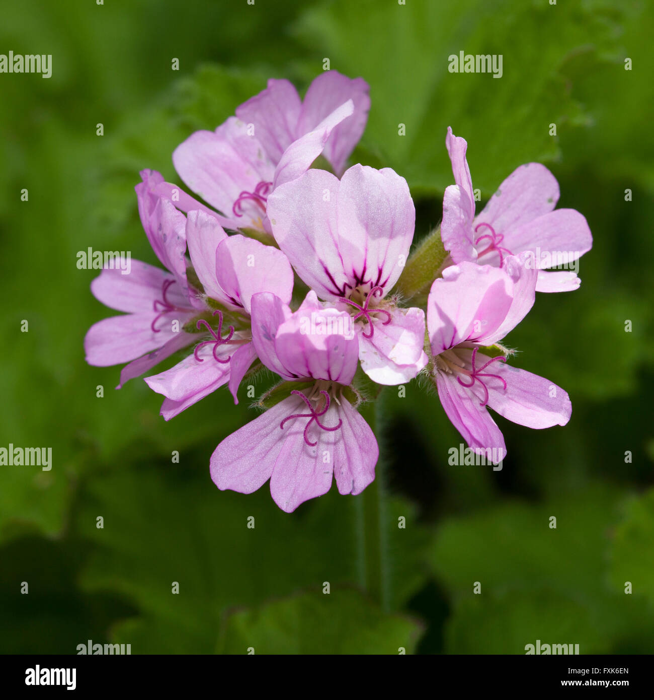 Pelargonium graveolens hi-res stock photography and images - Alamy