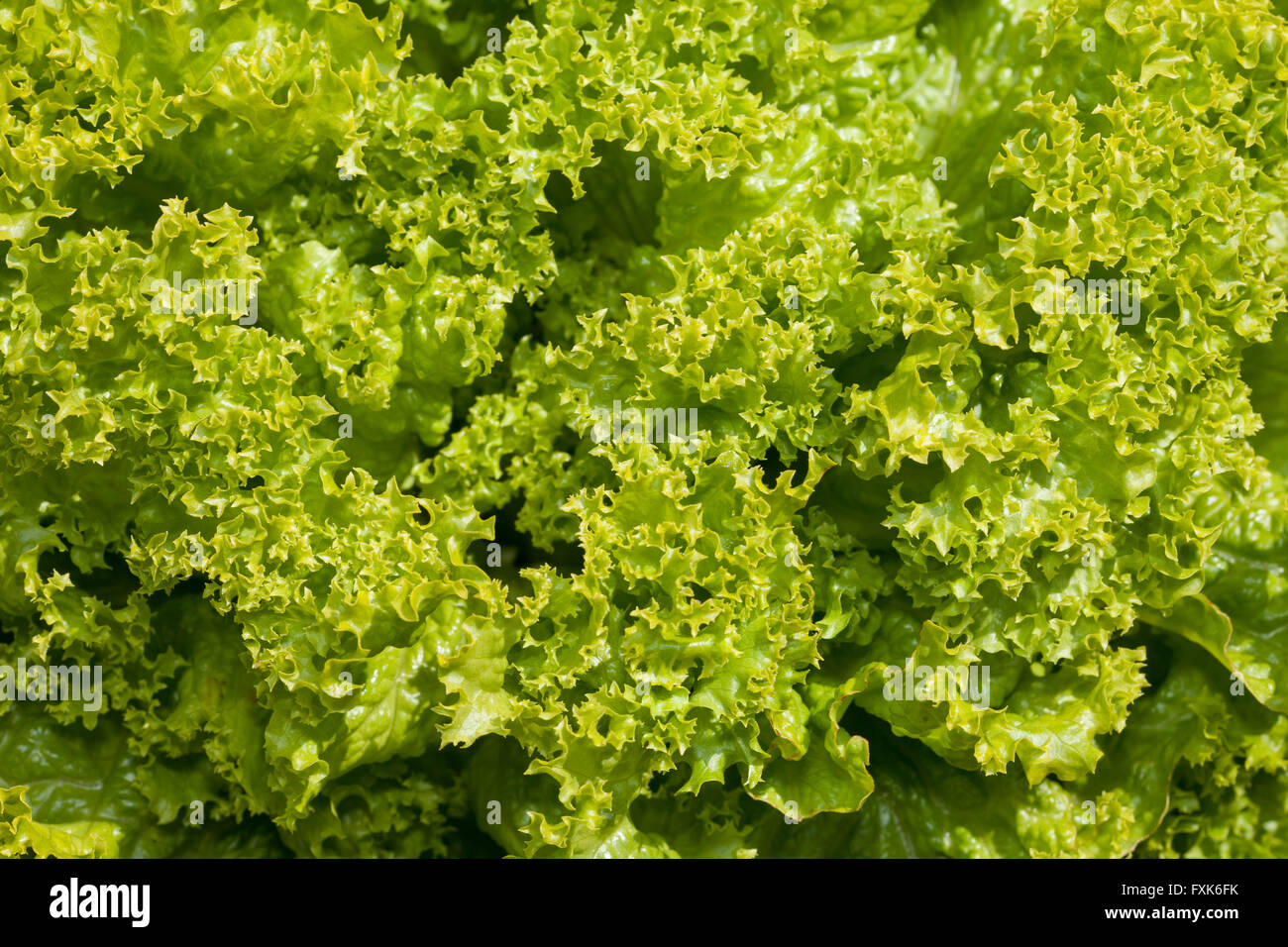 Lollo Bionda Lettuce High Resolution Stock Photography and Images - Alamy