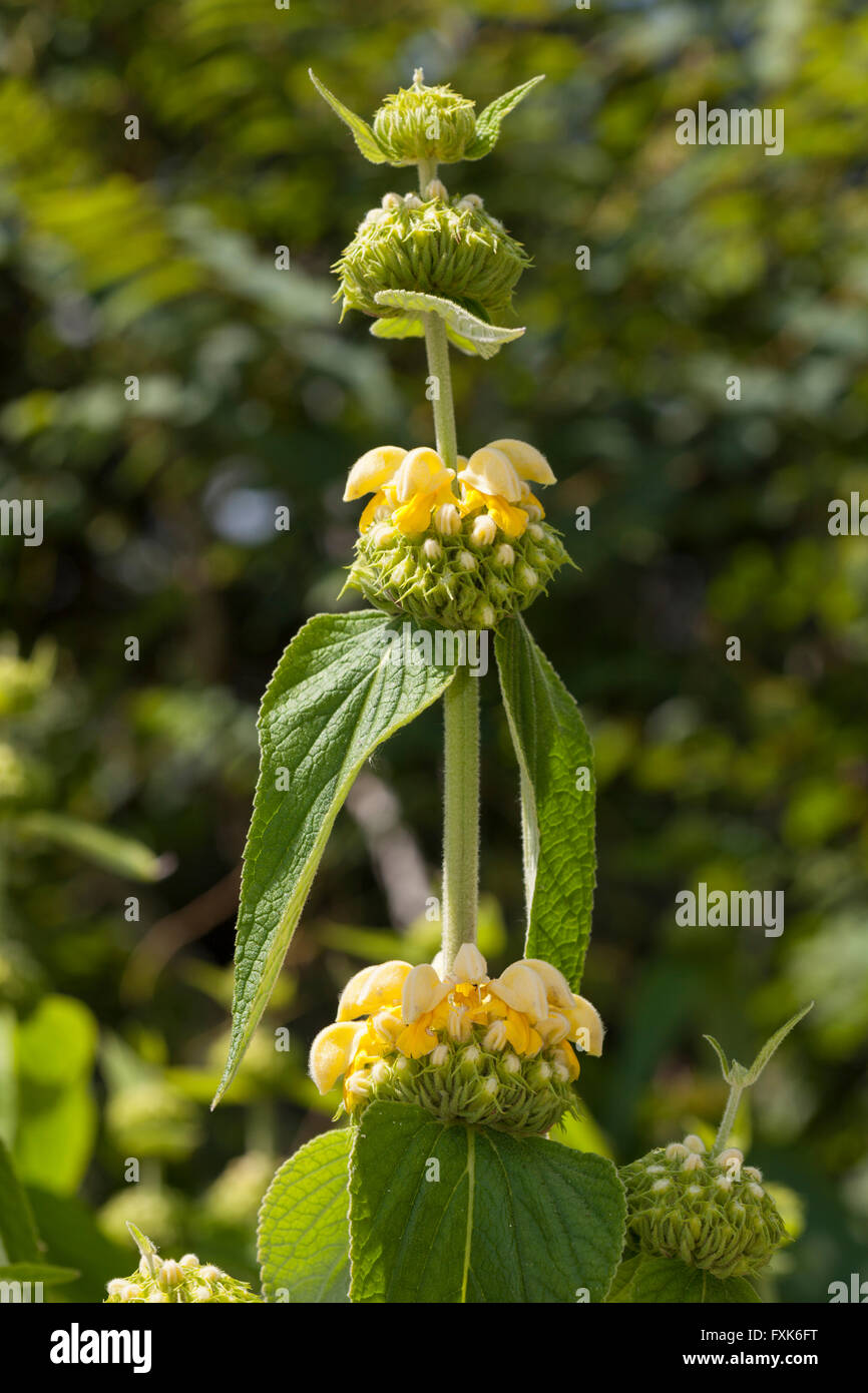 Phlomis russeliana hi-res stock photography and images - Alamy