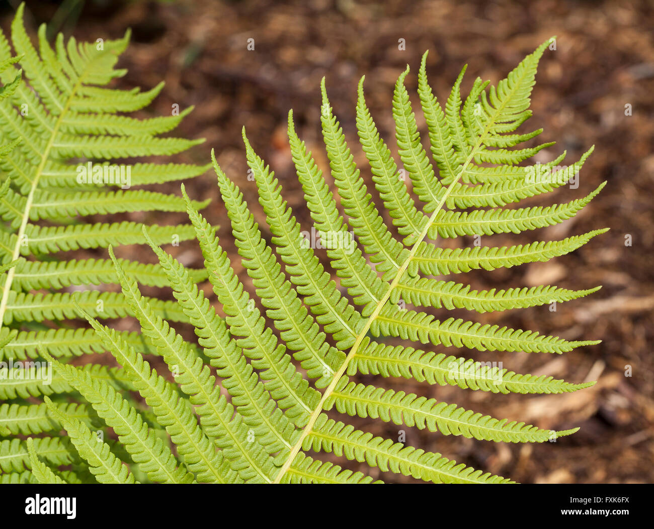 Ostrich fern, fiddlehead ferns or shuttlecock fern (Matteuccia ...