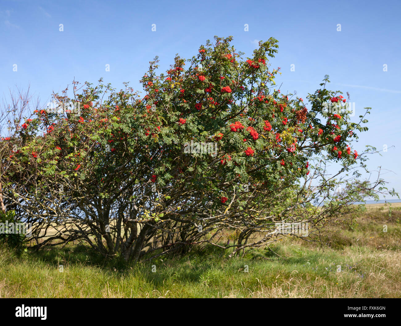 Mountain ash or rowan (Sorbus aucuparia) near the dunes, nature reserve ...