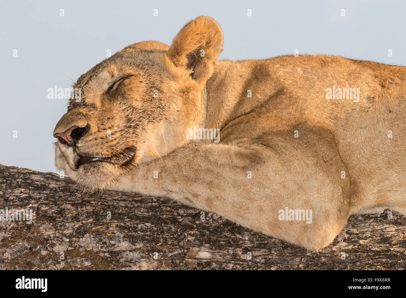 Lion sleeping tree hi-res stock photography and images - Alamy