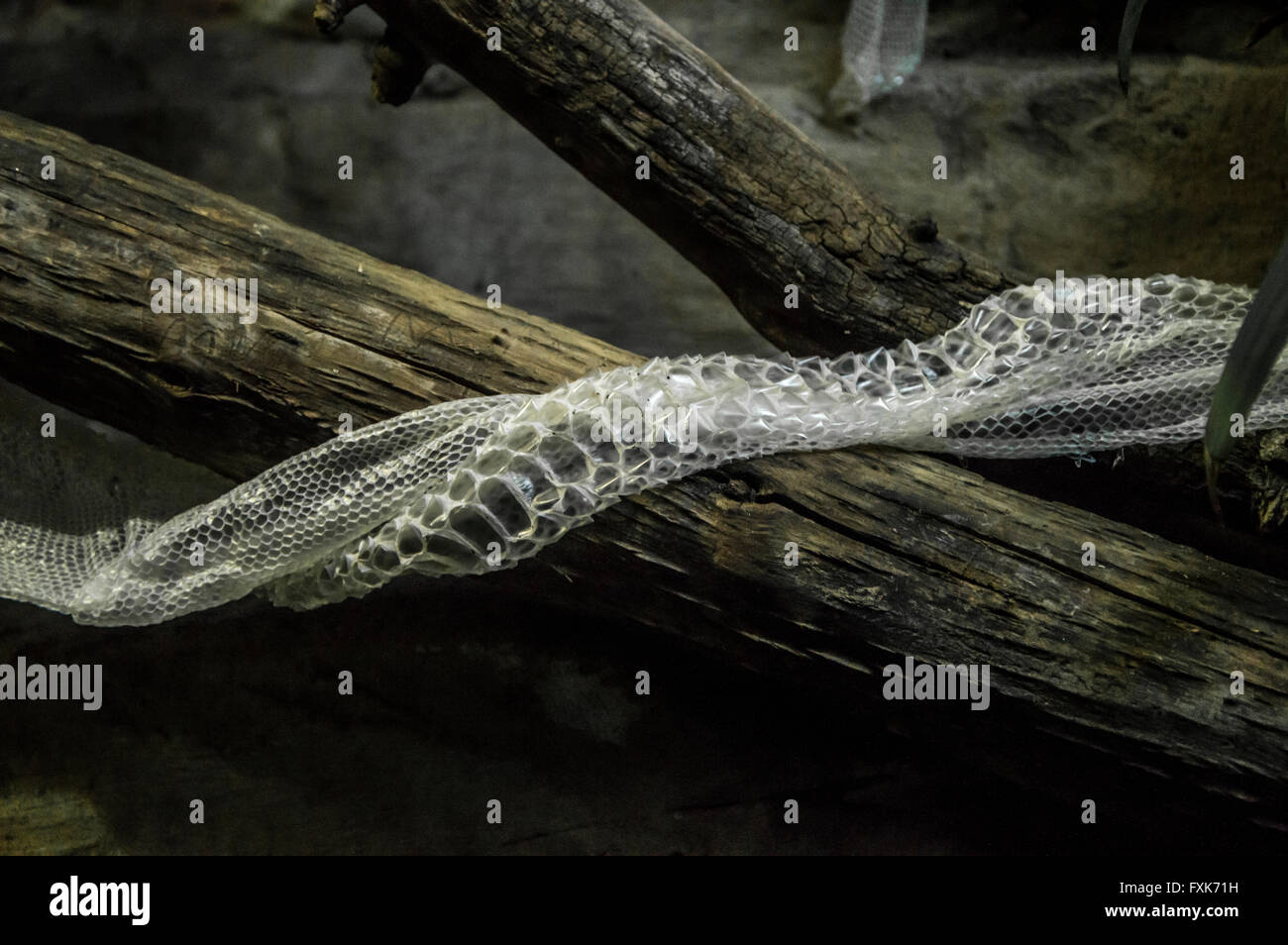 Skin change hi-res stock photography and images - Alamy