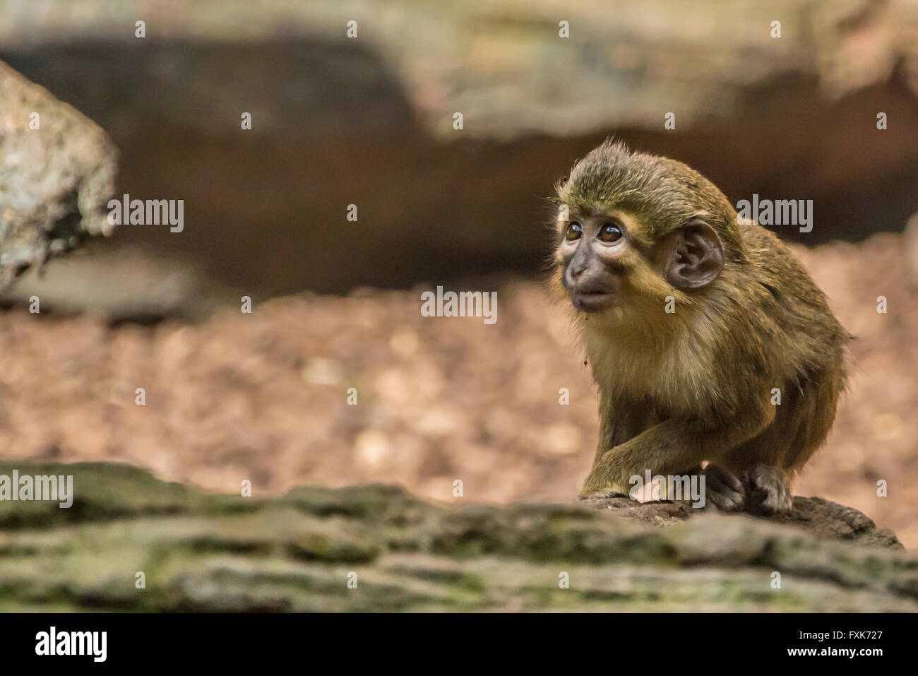 Talapoin monkey hi-res stock photography and images - Alamy