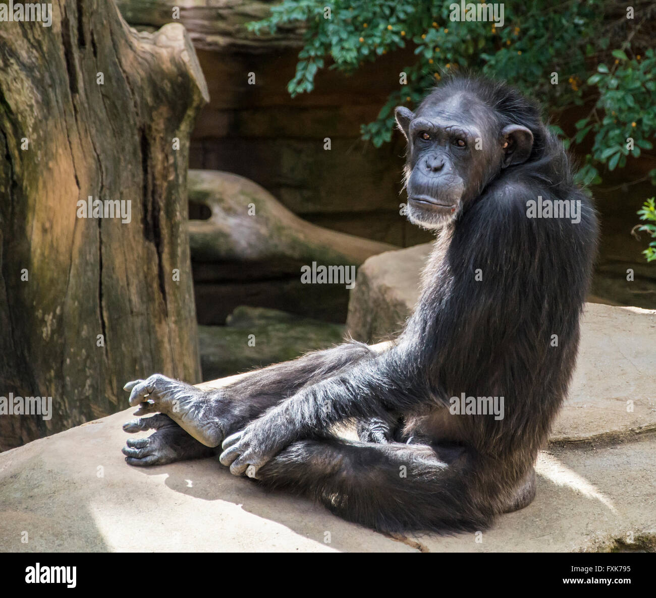 Angry chimpanzee hi-res stock photography and images - Alamy