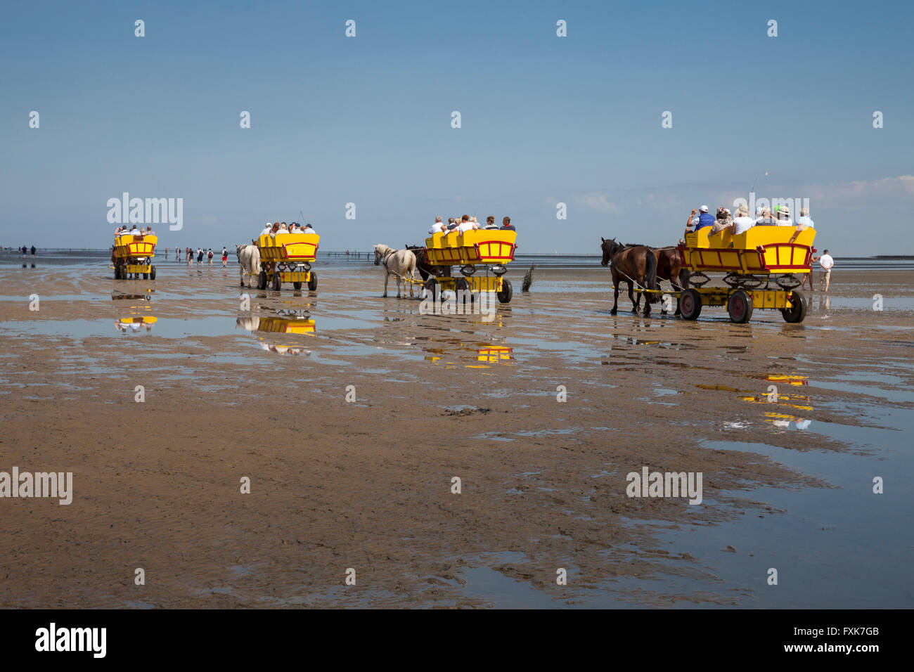 Horse-drawn carriages in the mud, Lower Saxon Wadden Sea National Park ...