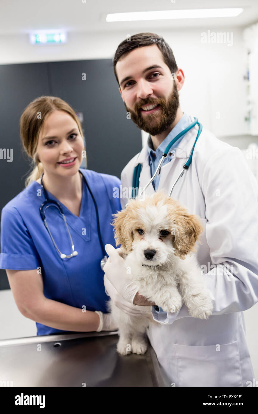 Vet male dog hi-res stock photography and images - Alamy