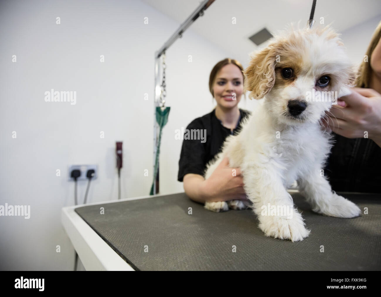 Vet examining a dog Stock Photo - Alamy