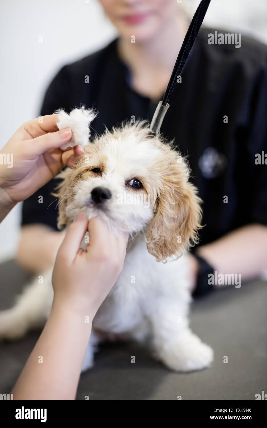 Vet examining a dog Stock Photo - Alamy