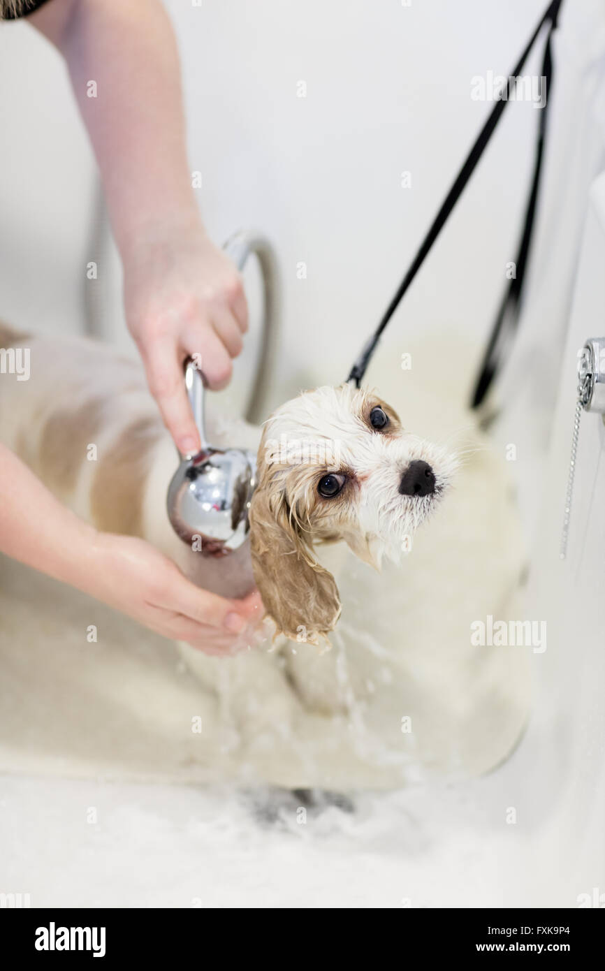 Vet giving shower to dog Stock Photo - Alamy