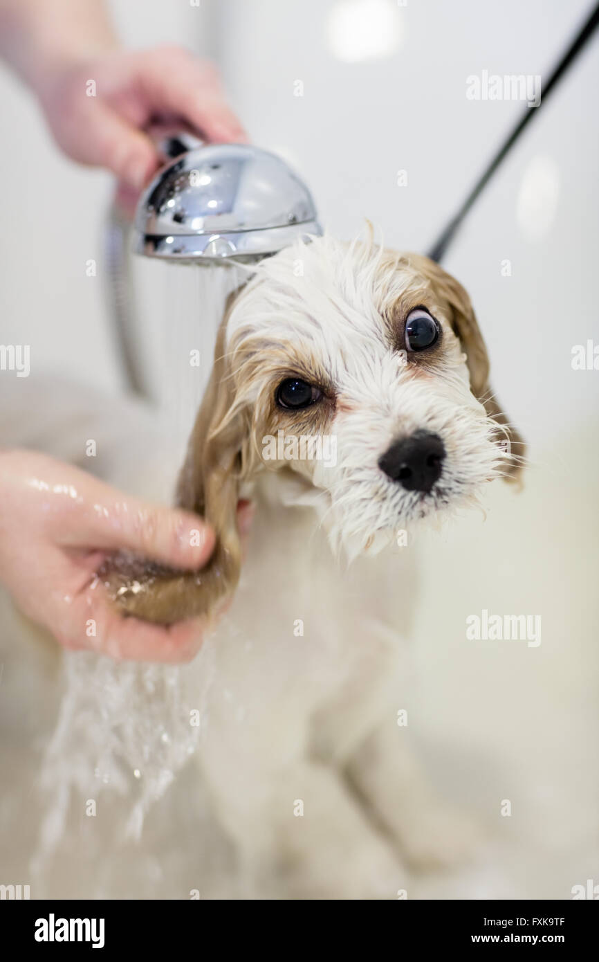 Vet giving shower to dog Stock Photo - Alamy