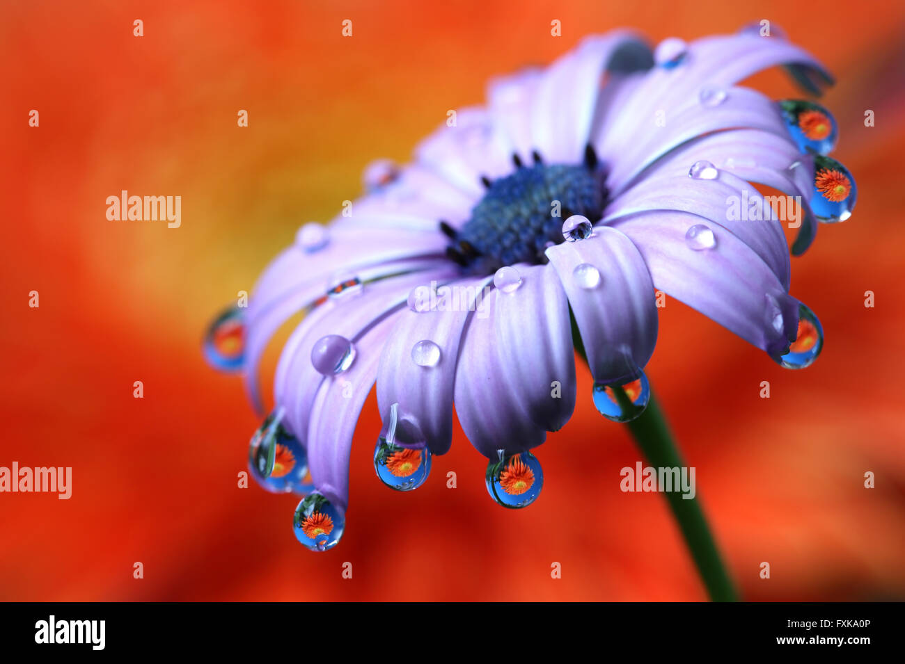 Flower water drop detail hi-res stock photography and images - Alamy