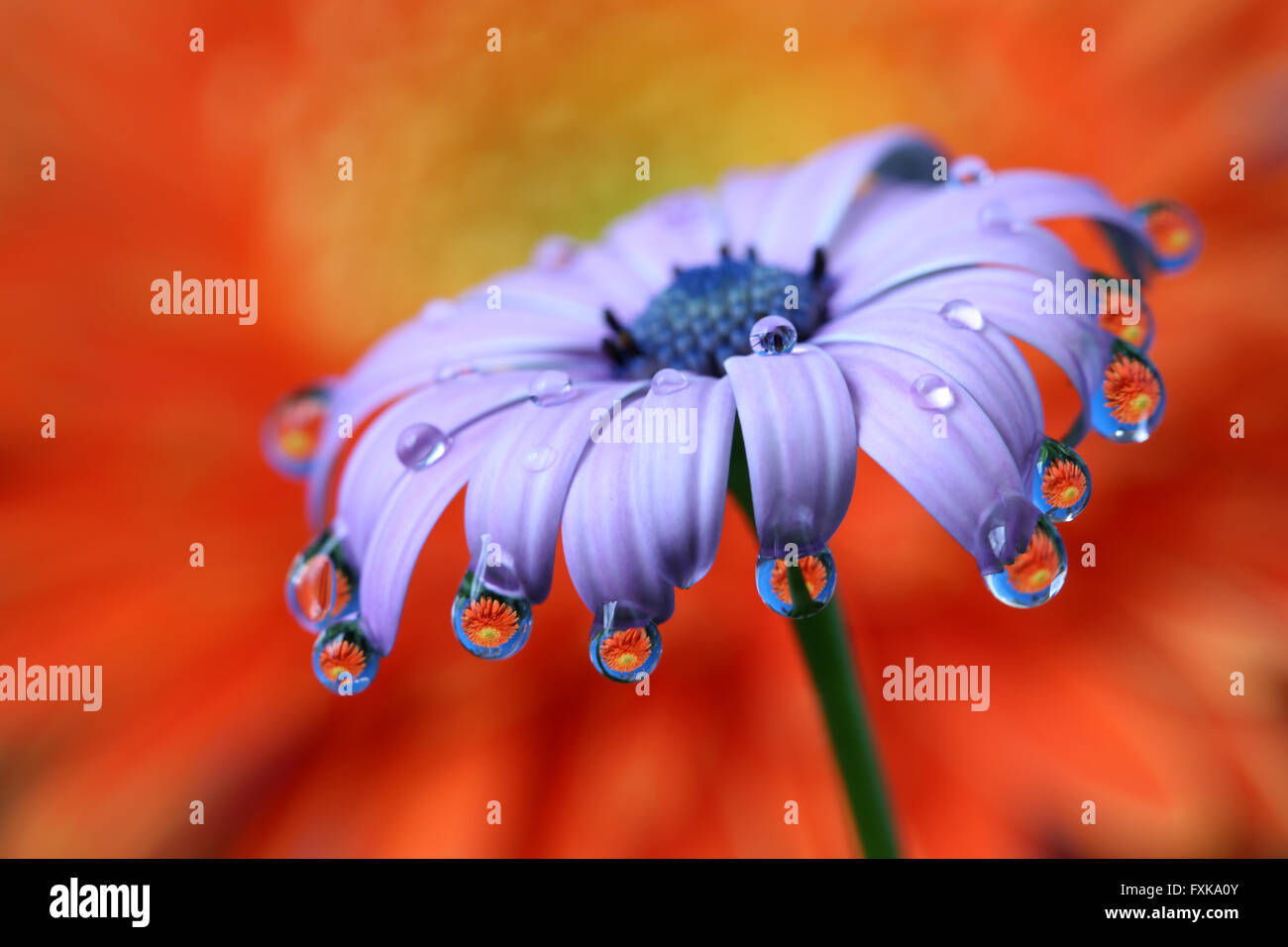 Flower water drop detail hi-res stock photography and images - Alamy
