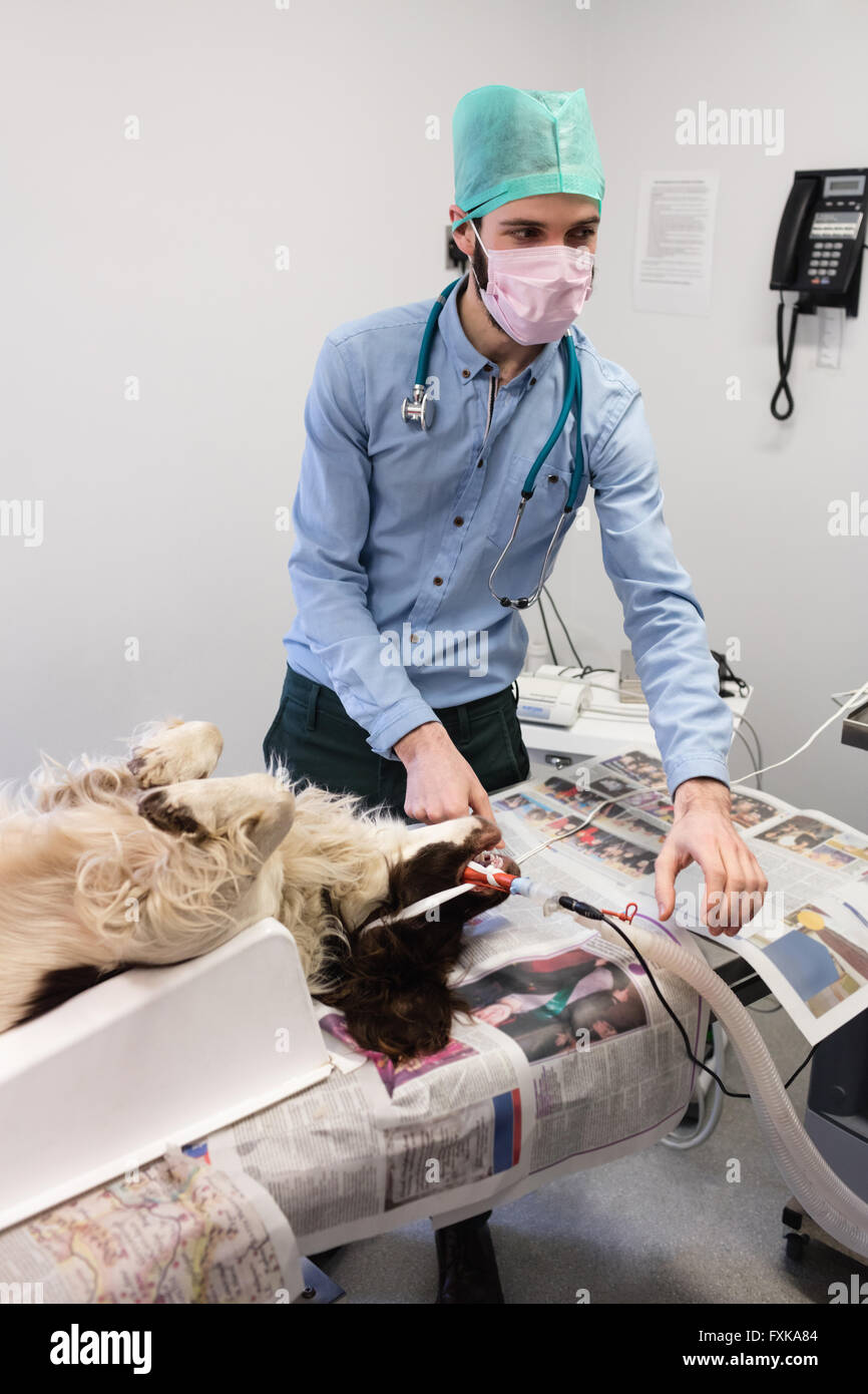 Vet examining a dog Stock Photo - Alamy