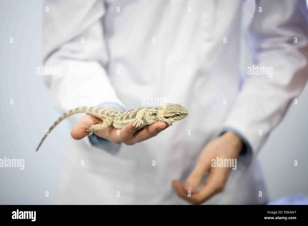 Mid-section of vet holding lizard Stock Photo - Alamy