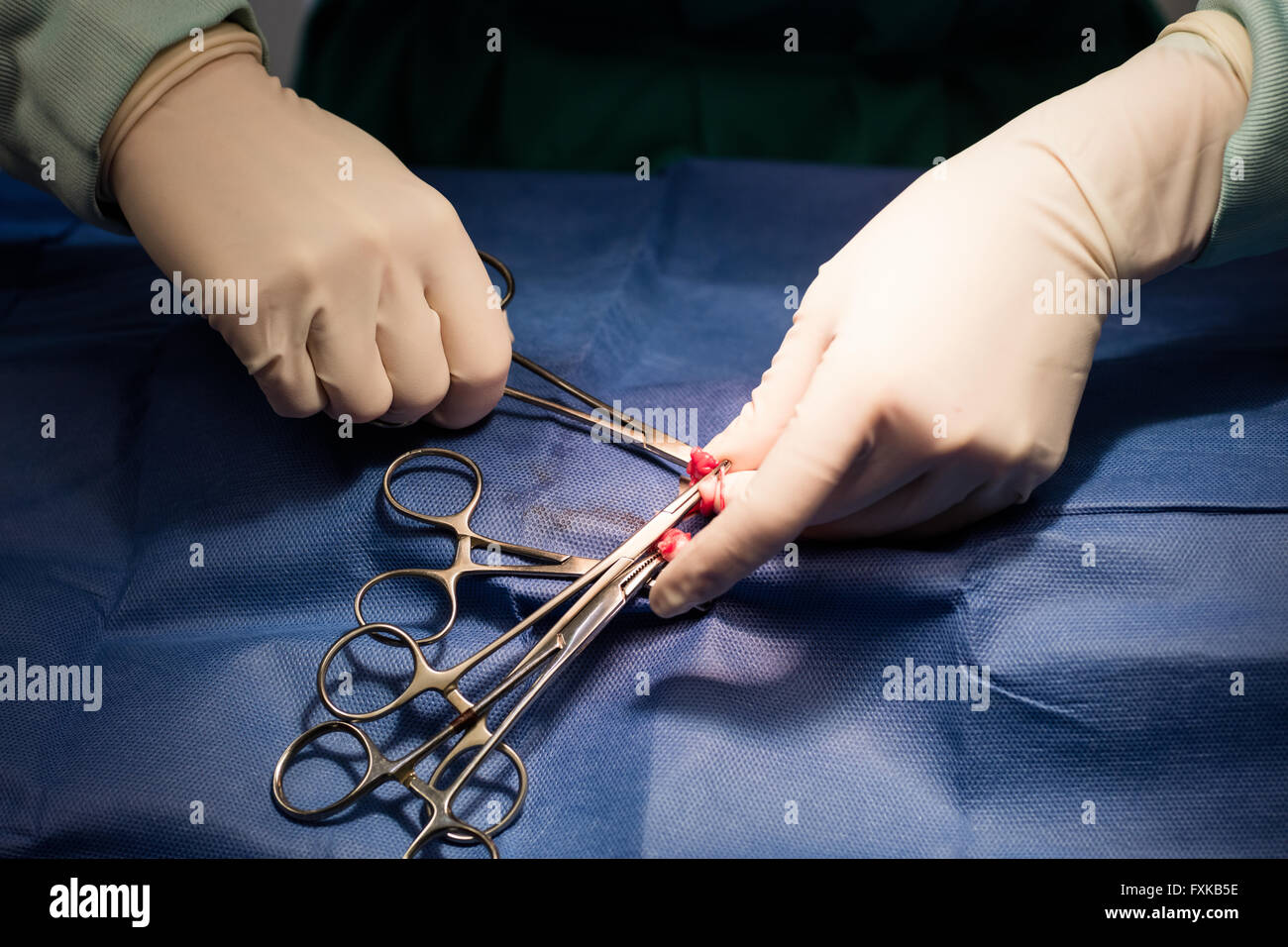 Domestic operation hi-res stock photography and images - Alamy