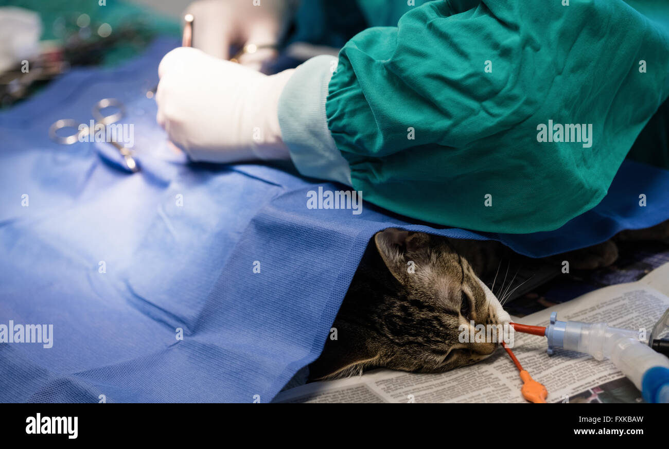 Vet Cat Operation High Resolution Stock Photography and Images - Alamy