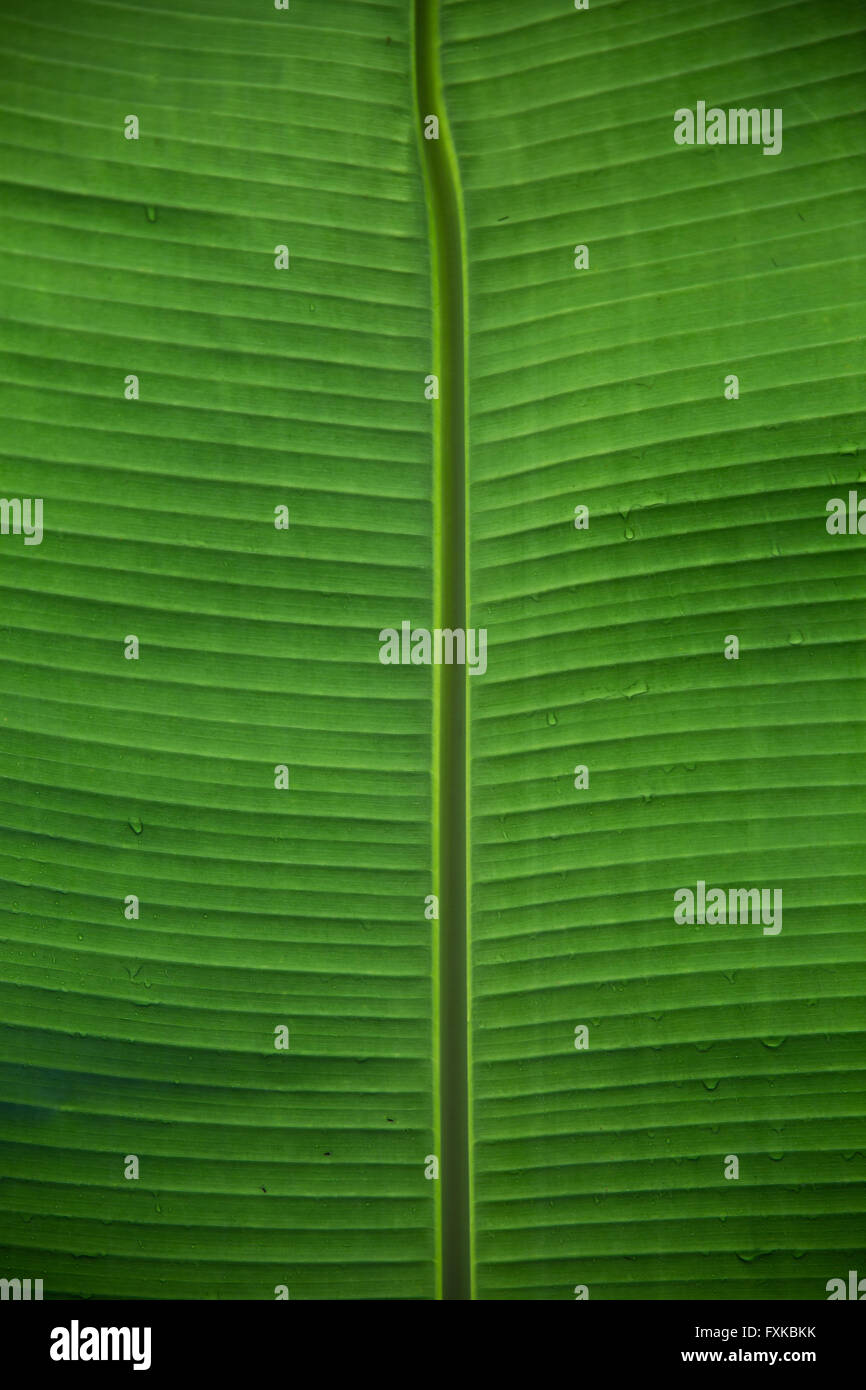 Detailed Banana leaf Stock Photo - Alamy