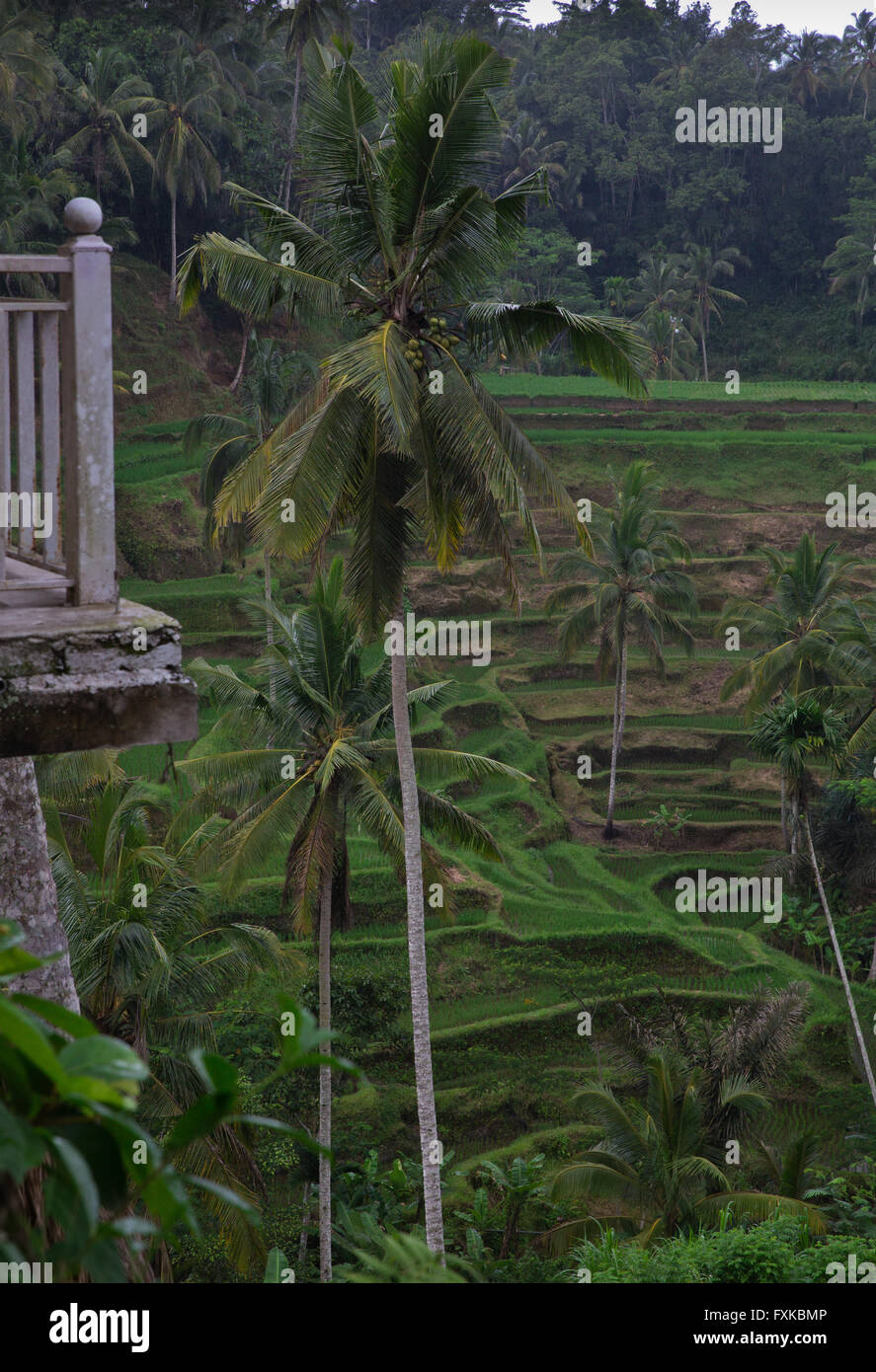 Rice Terraces located in Bali Stock Photo - Alamy