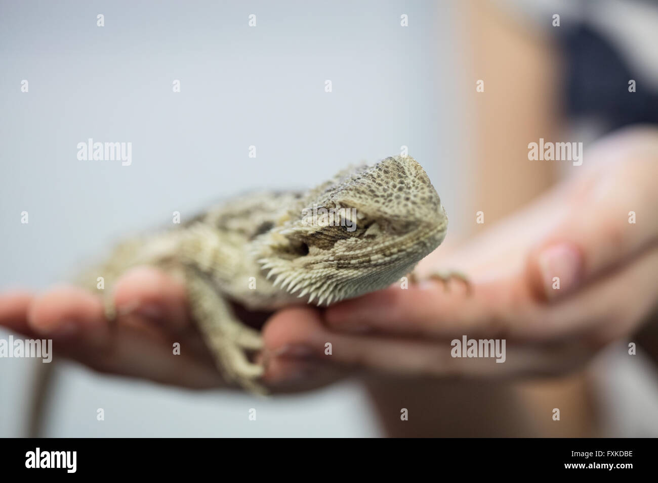 Mid-section of girl holding her pet lizard Stock Photo - Alamy
