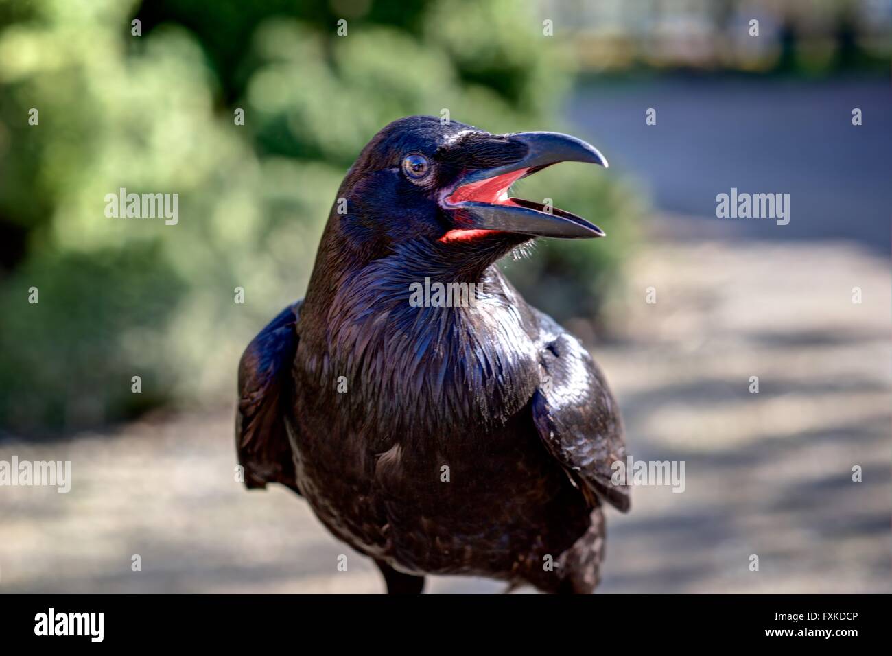 A sharply rendered black juvenile Raven in sunlight against a blurred ...