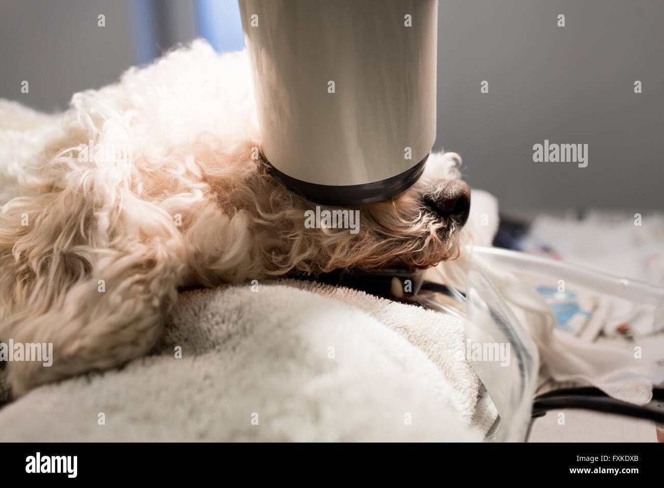 Vet examining a dog Stock Photo - Alamy