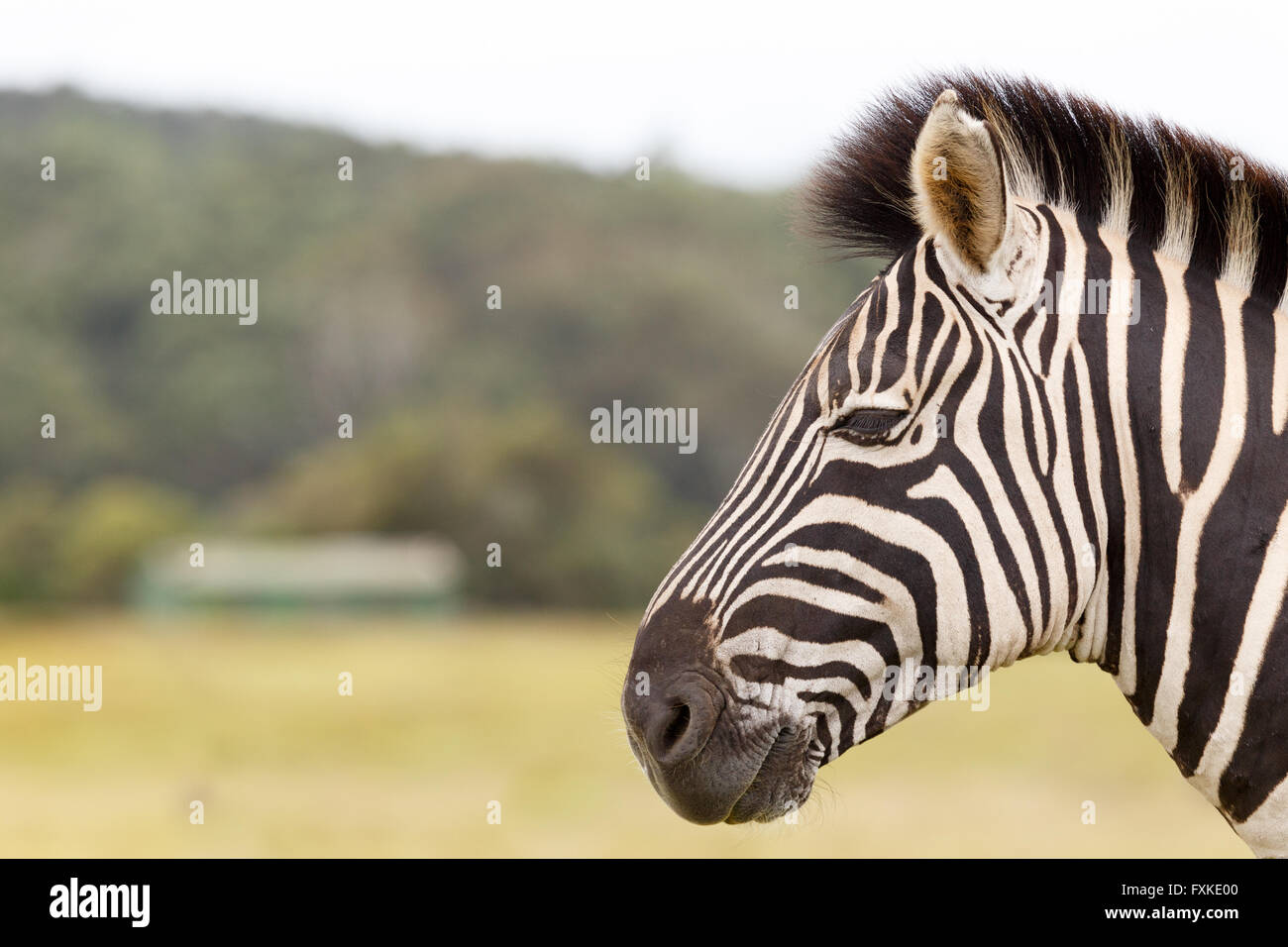Burchell's zebra is a southern subspecies of the plains zebra Stock ...