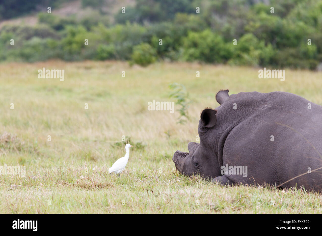 A rhinoceros, often abbreviated to rhino, is one of any five extant ...