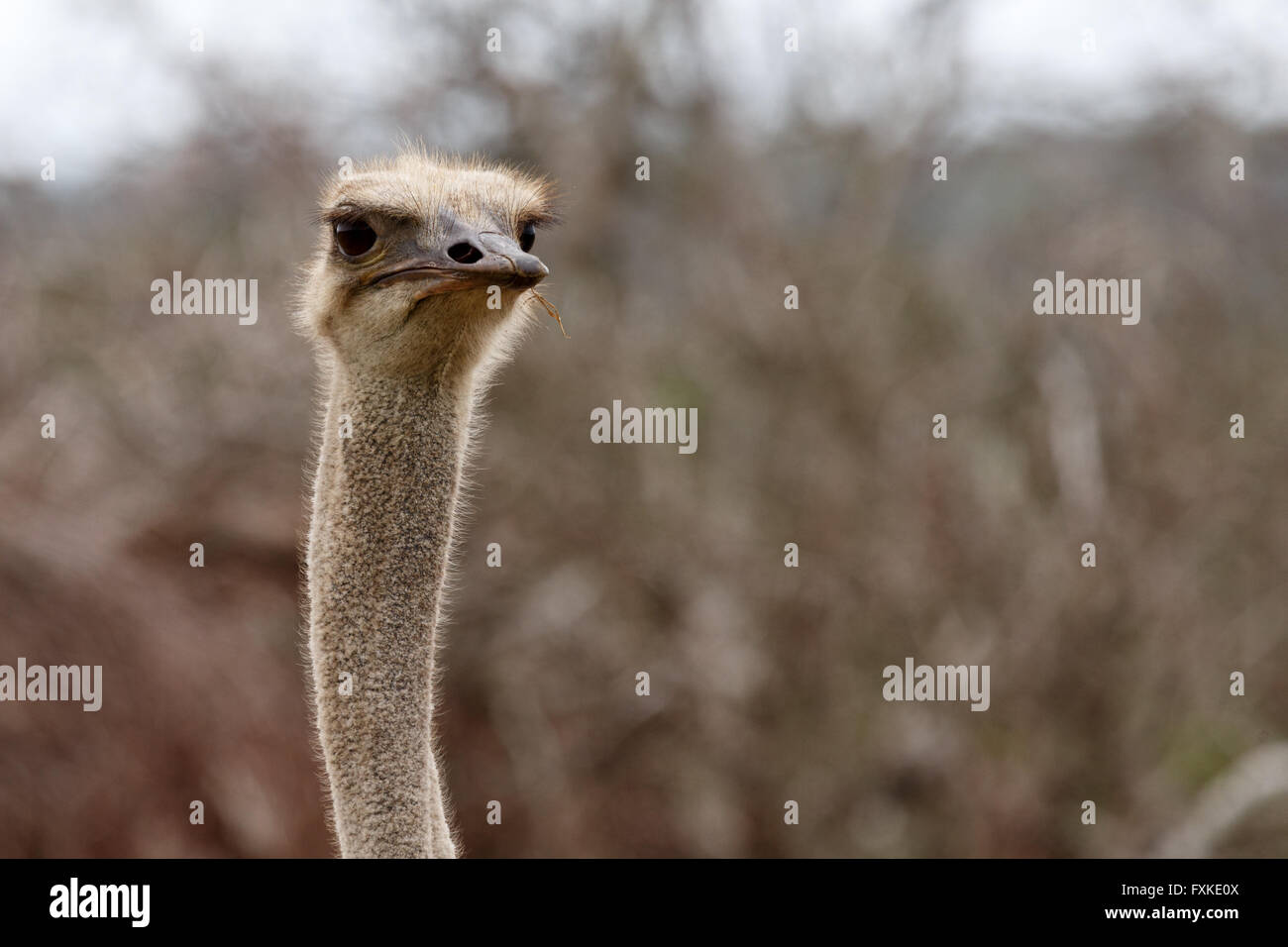 The Ostrich - Struthio Camelus Stock Photo - Alamy