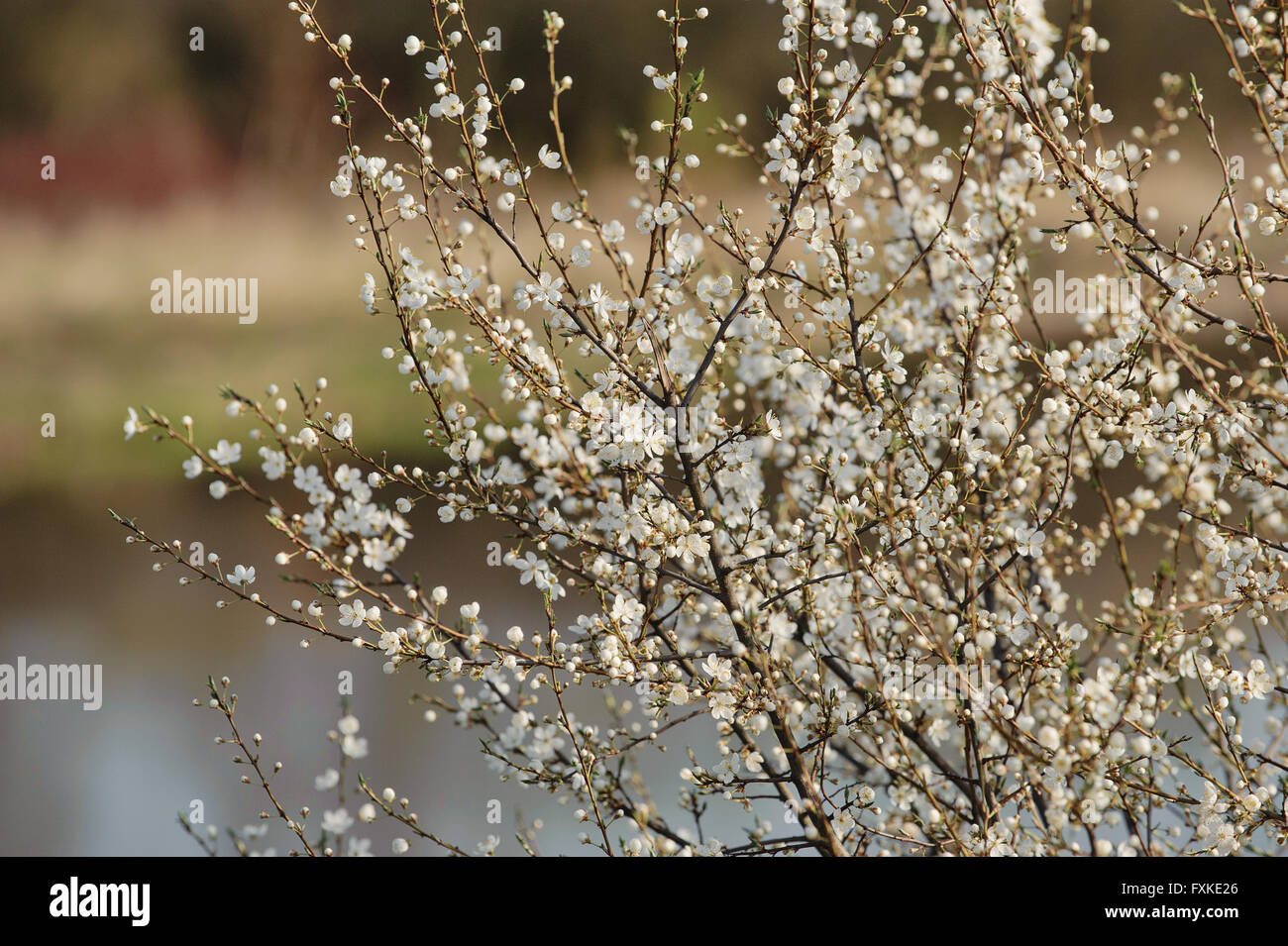 Water spring riverbank sky hi-res stock photography and images - Alamy
