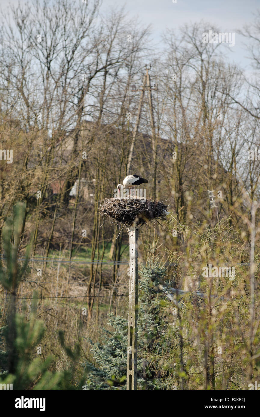 The female stork Stock Photo - Alamy