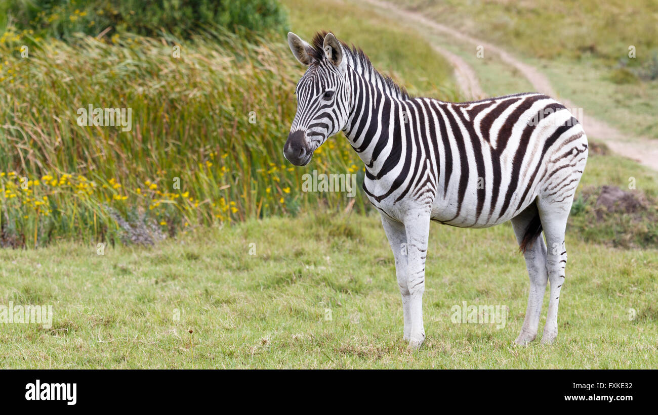 Burchell's zebra is a southern subspecies of the plains zebra Stock ...