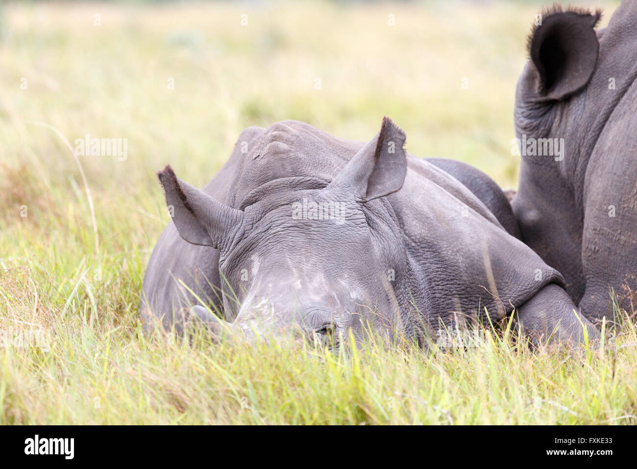 A rhinoceros, often abbreviated to rhino, is one of any five extant ...