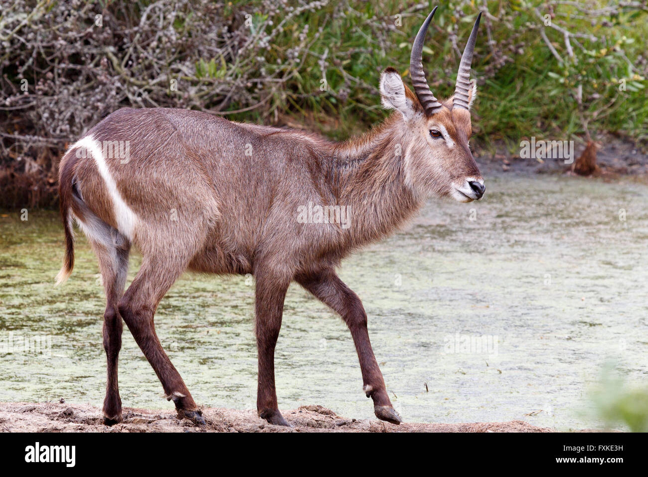 Waterbuck - Kobus Ellipsiprymnus Stock Photo - Alamy