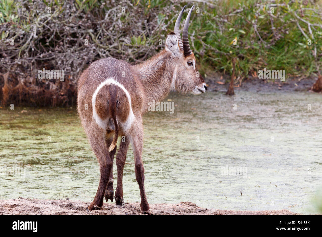Waterbuck - Kobus Ellipsiprymnus Stock Photo - Alamy